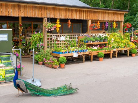 Corfe Castle - Tourist Information, News and Events