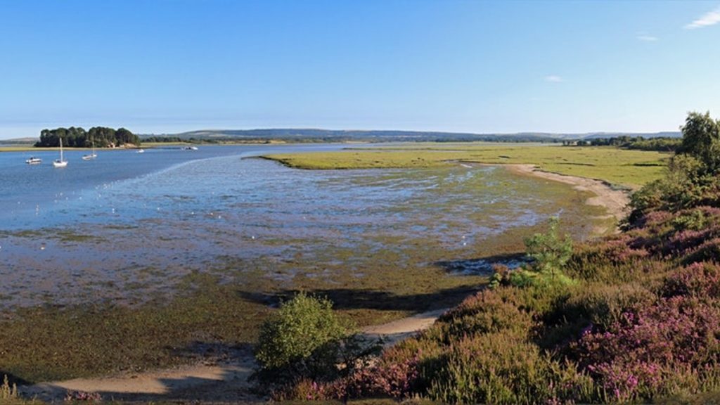 The Arne Peninsula with Birds, Dragons & History – Corfe Castle