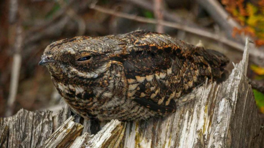 Nightjar Walk with Supper – Corfe Castle