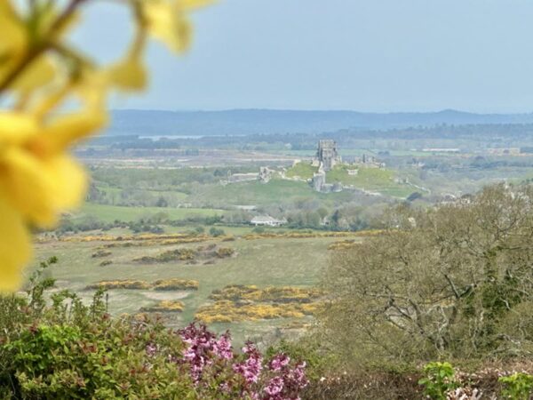 The Scott Arms, Kingston – Corfe Castle