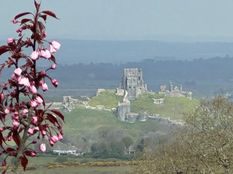 The Scott Arms, Kingston – Corfe Castle
